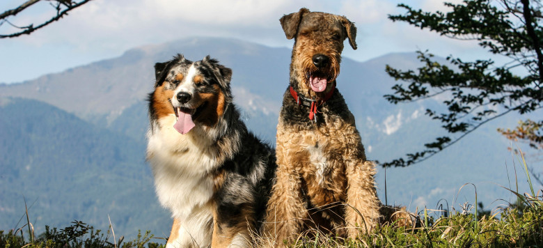 Urlaub mit Hund - Tolle Angebote bei mein-haustier.de