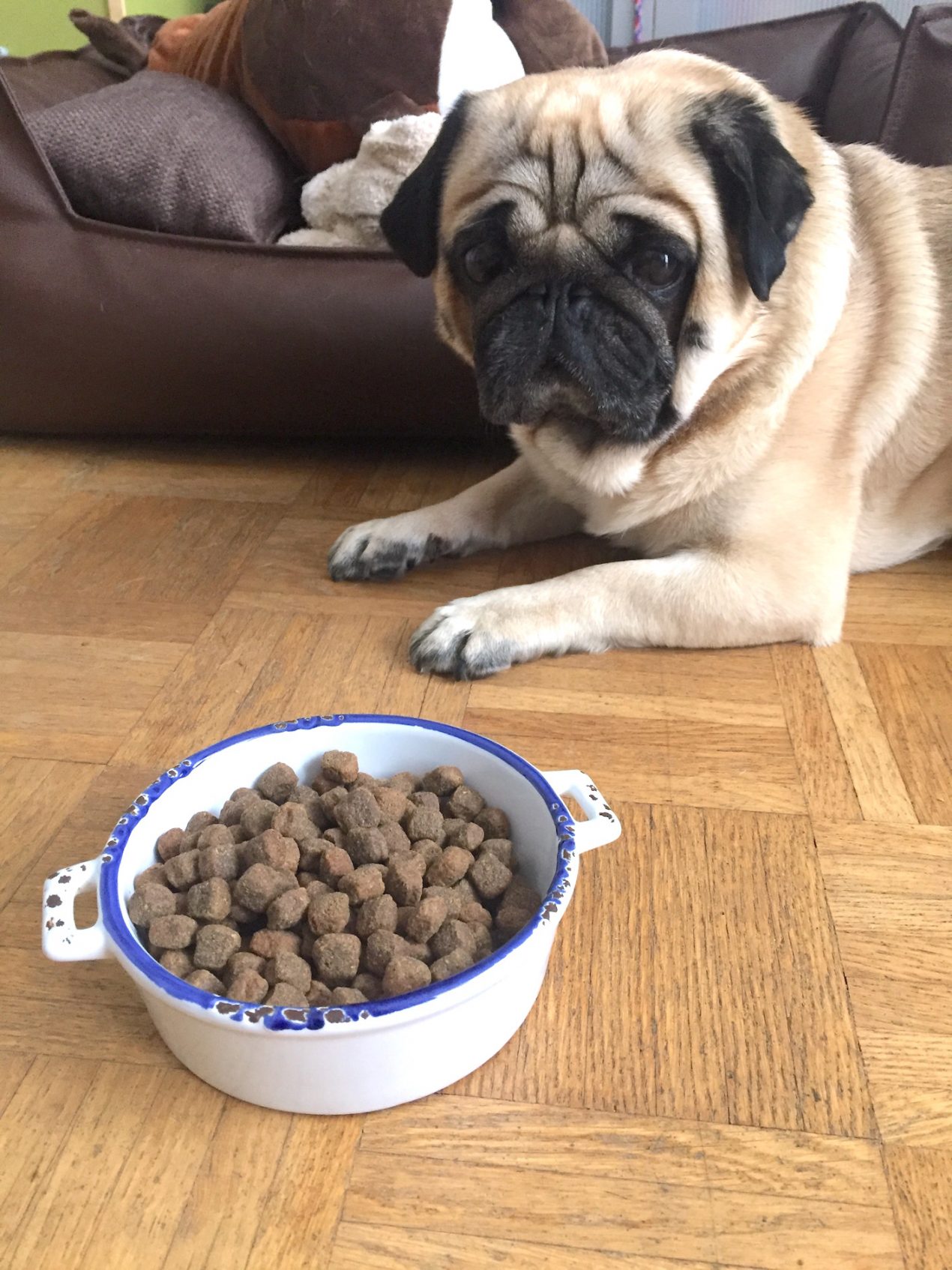 Testbericht: Natural Wild Duck Hundefutter von hundeland.de