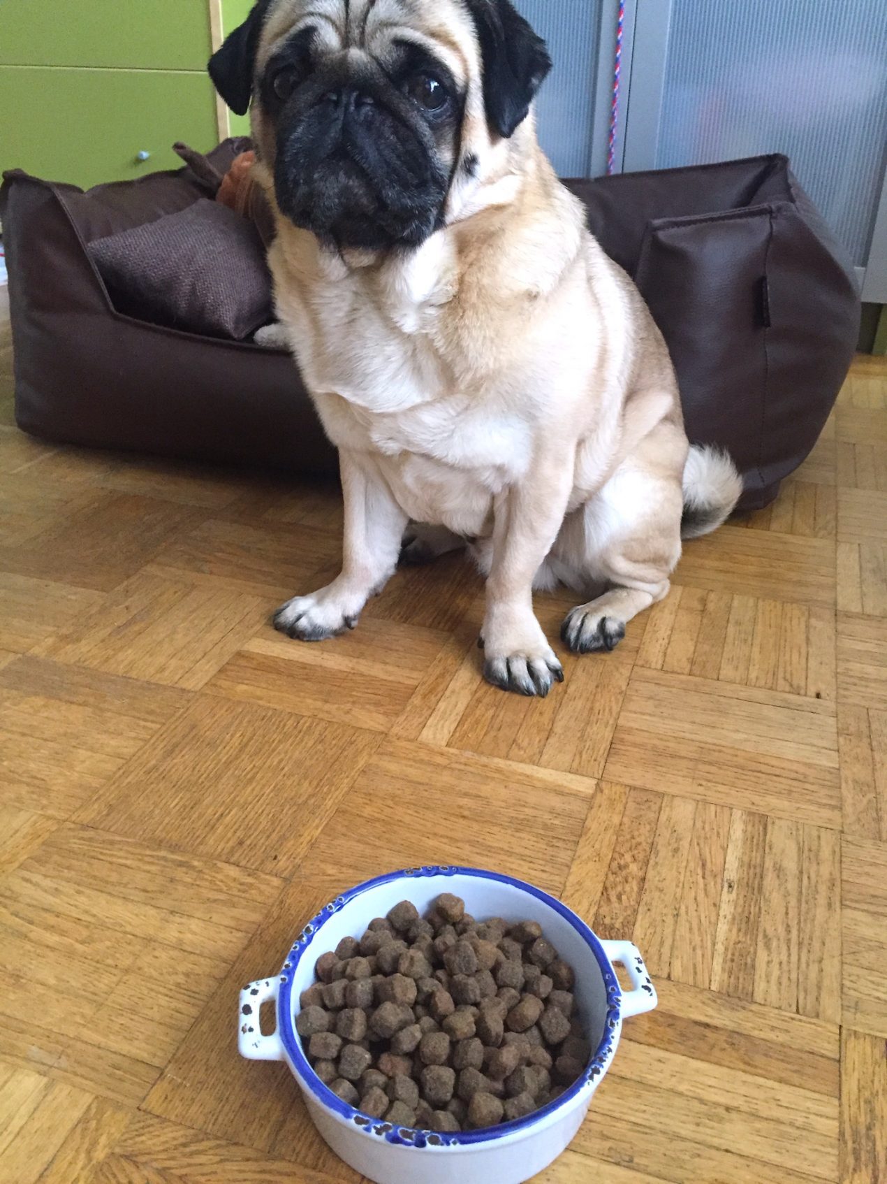 Testbericht: Natural Wild Duck Hundefutter von hundeland.de