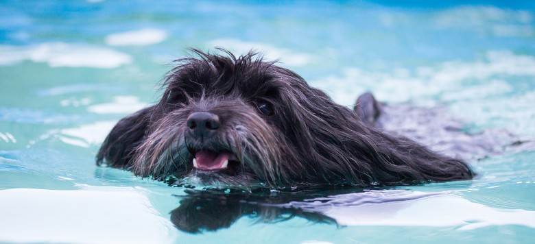Tierisch gute Angebote | mein-haustier.de