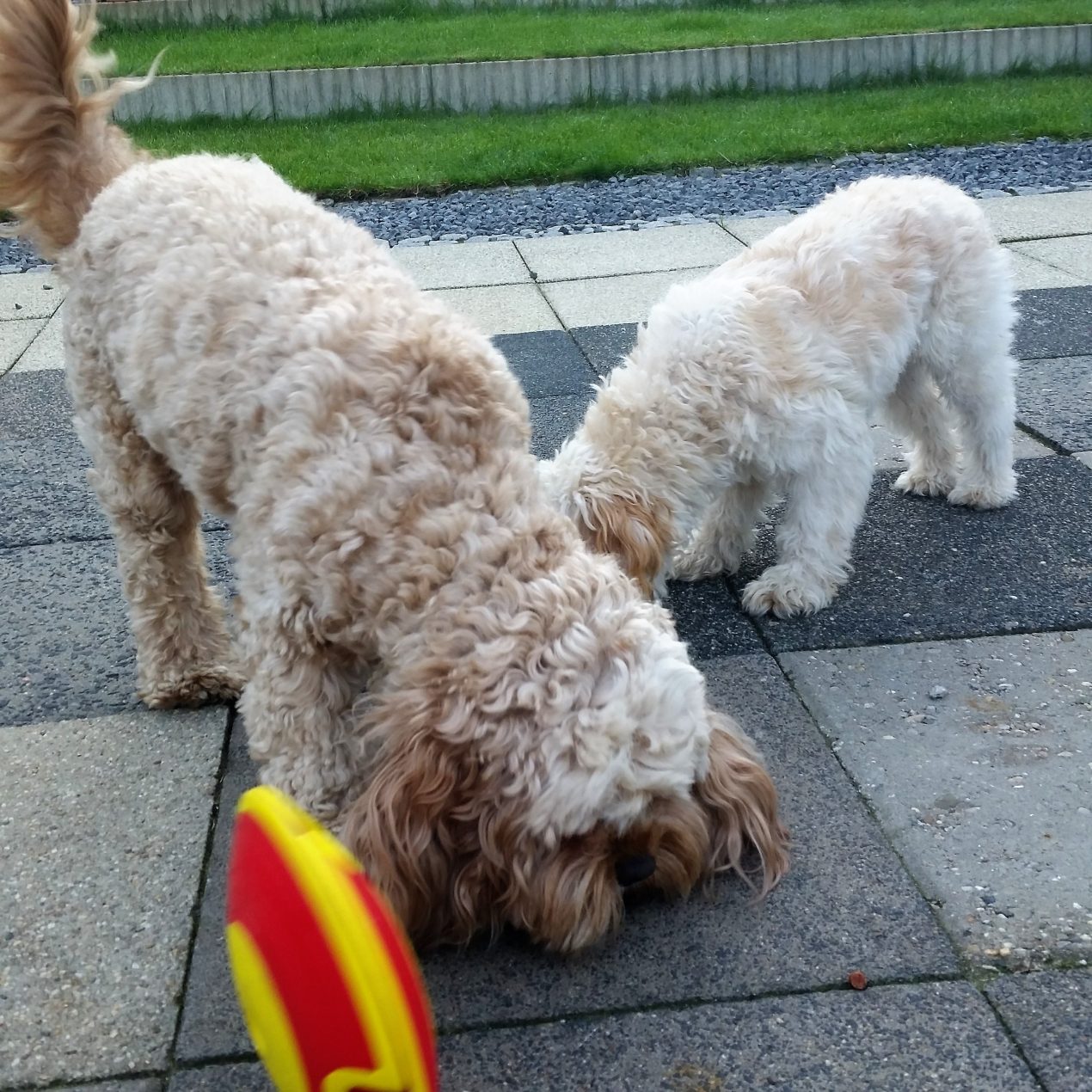 Testbericht: Intelligenzspielzeug "Dog Treat Maze"
