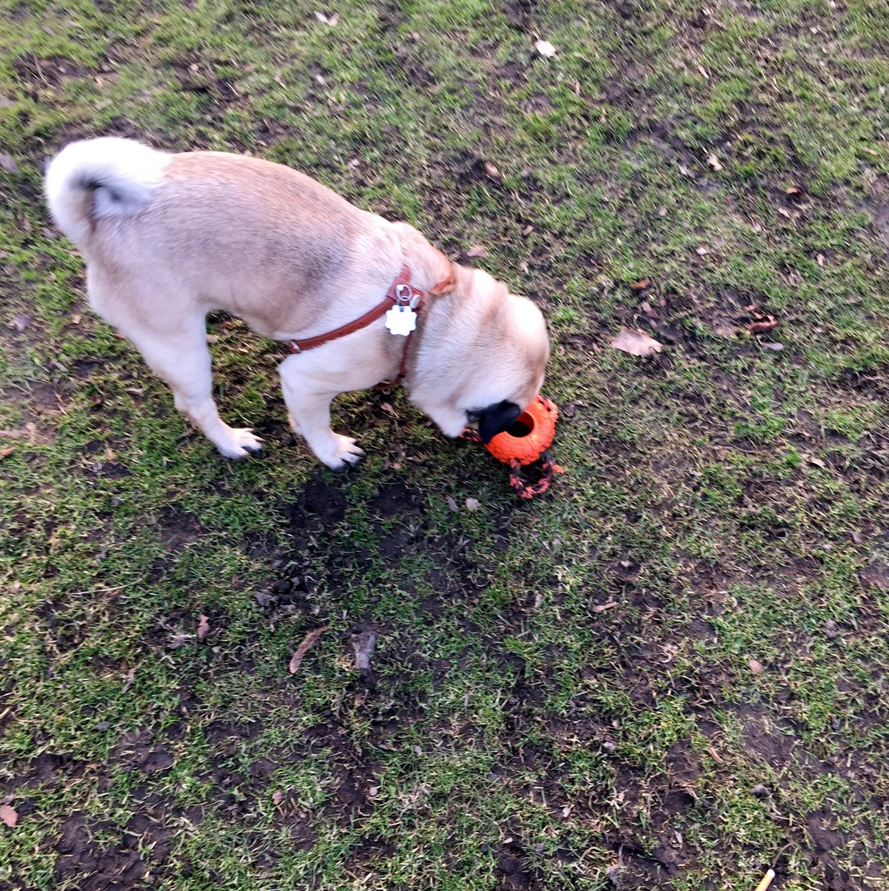 Testbericht: Bomber Tri Loop Zerrspielzeug