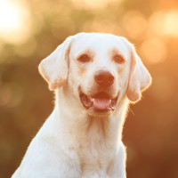 Tierisch gute Angebote | mein-haustier.de