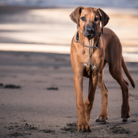 Tierisch gute Angebote | mein-haustier.de