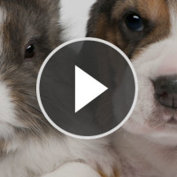 Tierisch gute Angebote | mein-haustier.de