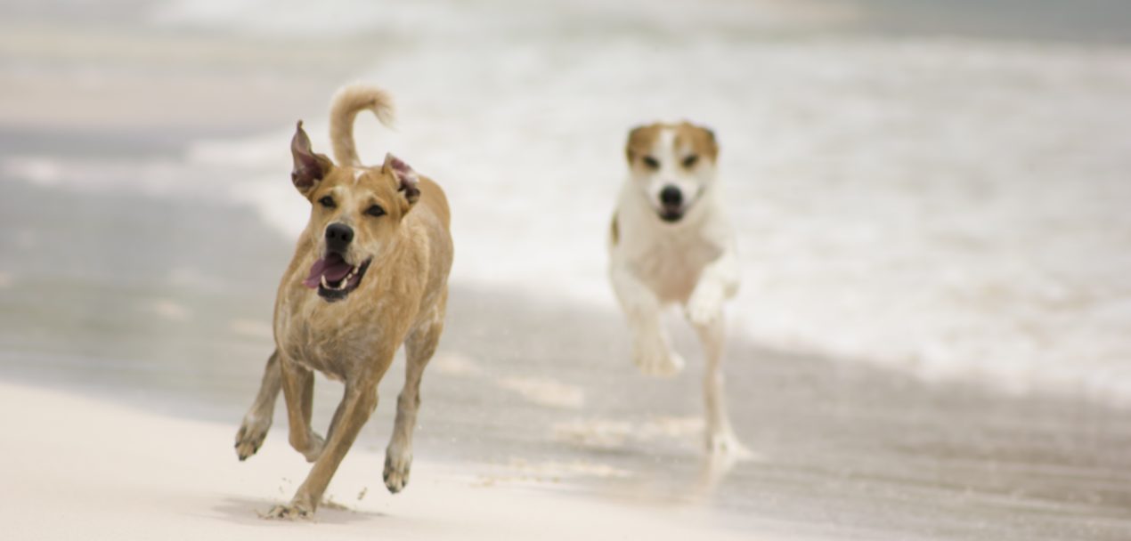 Tierisch gute Angebote | Mein Haustier