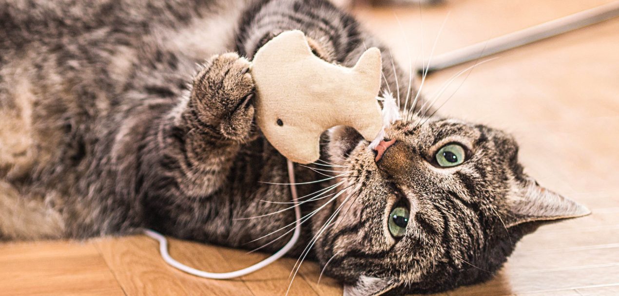 Tierisch gute Angebote | Mein Haustier