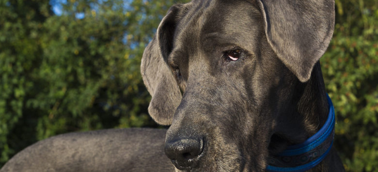 Tierisch gute Angebote | mein-haustier.de
