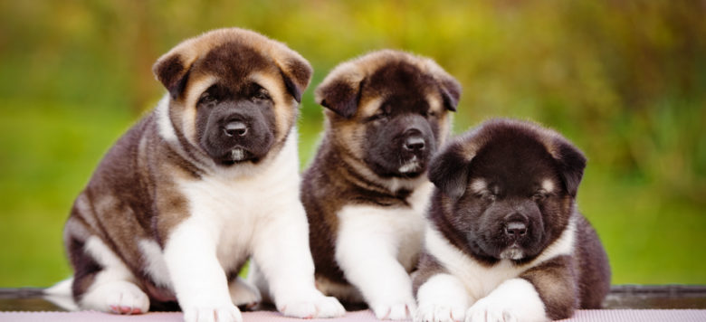 Tierisch gute Angebote | mein-haustier.de