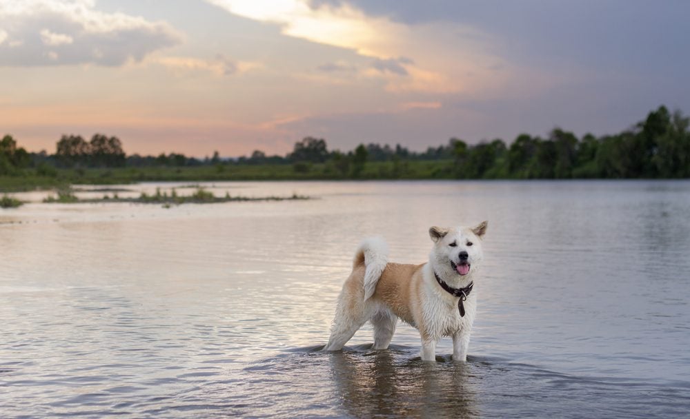 Tierisch gute Angebote | Mein Haustier