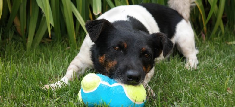 Tierisch gute Angebote | mein-haustier.de