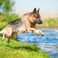 Tierisch gute Angebote | mein-haustier.de