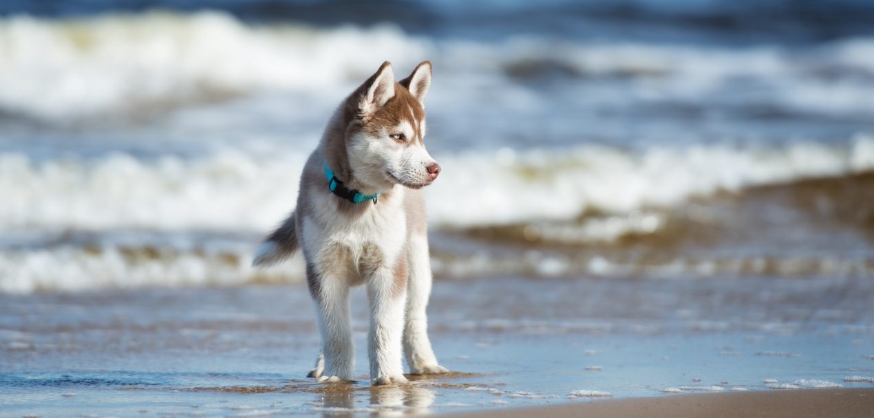 Tierisch gute Angebote | Mein Haustier