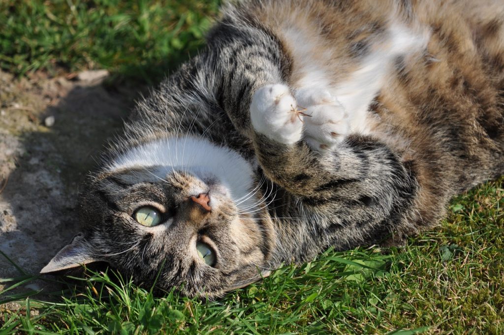 Katzenschnupfen: Symptome & Behandlung