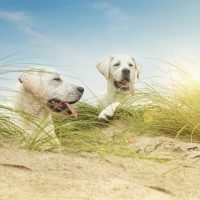 Urlaub mit Hund - Tolle Angebote bei mein-haustier.de