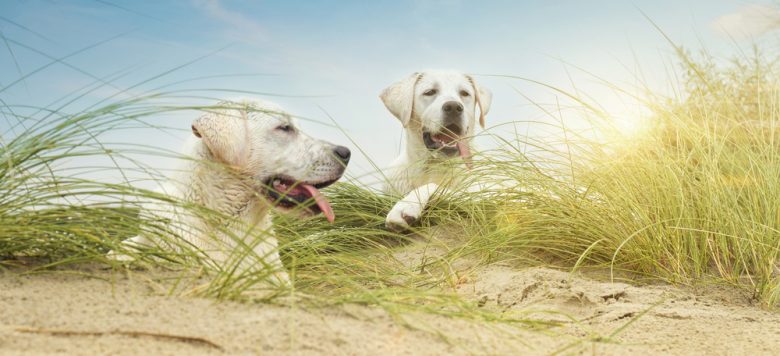 Urlaub mit Hund - Tolle Angebote bei mein-haustier.de