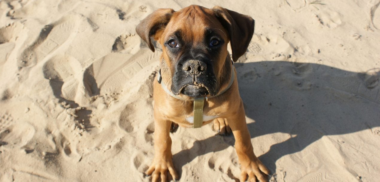 Tierisch gute Angebote | Mein Haustier