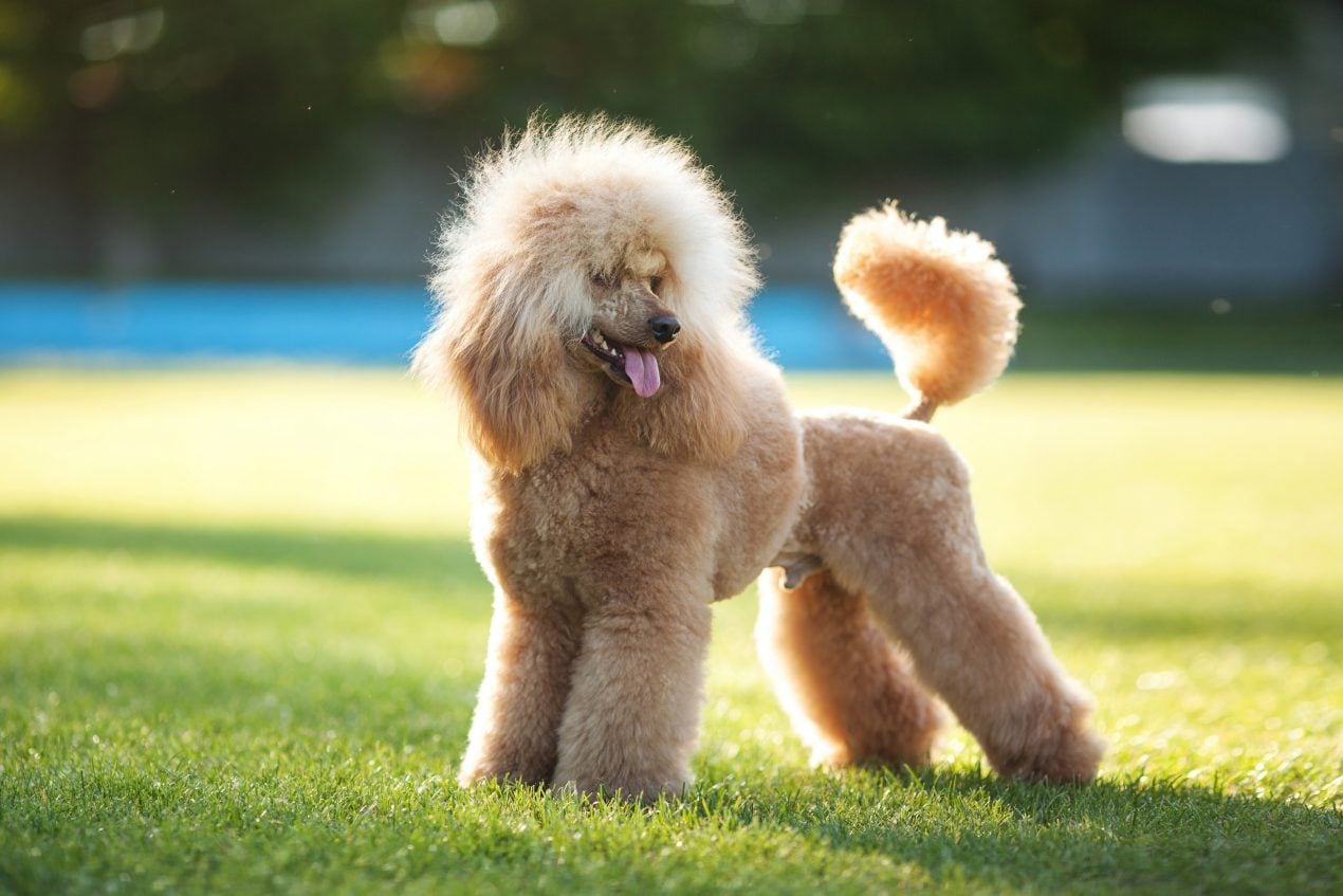 Pudel Steckbrief | Charakter, Wesen & Haltung