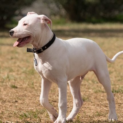 Beagle - Ein gefleckte Jagdhund im Portrait | Mein-Haustier.de