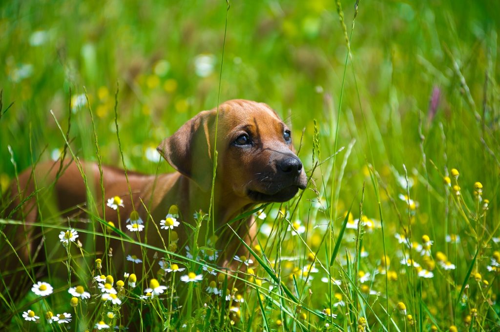 Rhodesian Ridgeback Steckbrief | Charakter, Wesen & Haltung