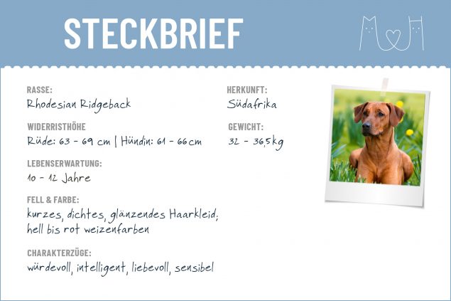 Rhodesian Ridgeback Steckbrief | Charakter, Wesen & Haltung
