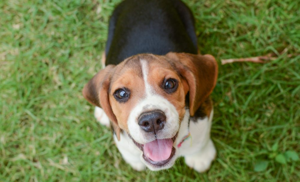 Beagle - Ein gefleckte Jagdhund im Portrait | Mein-Haustier.de