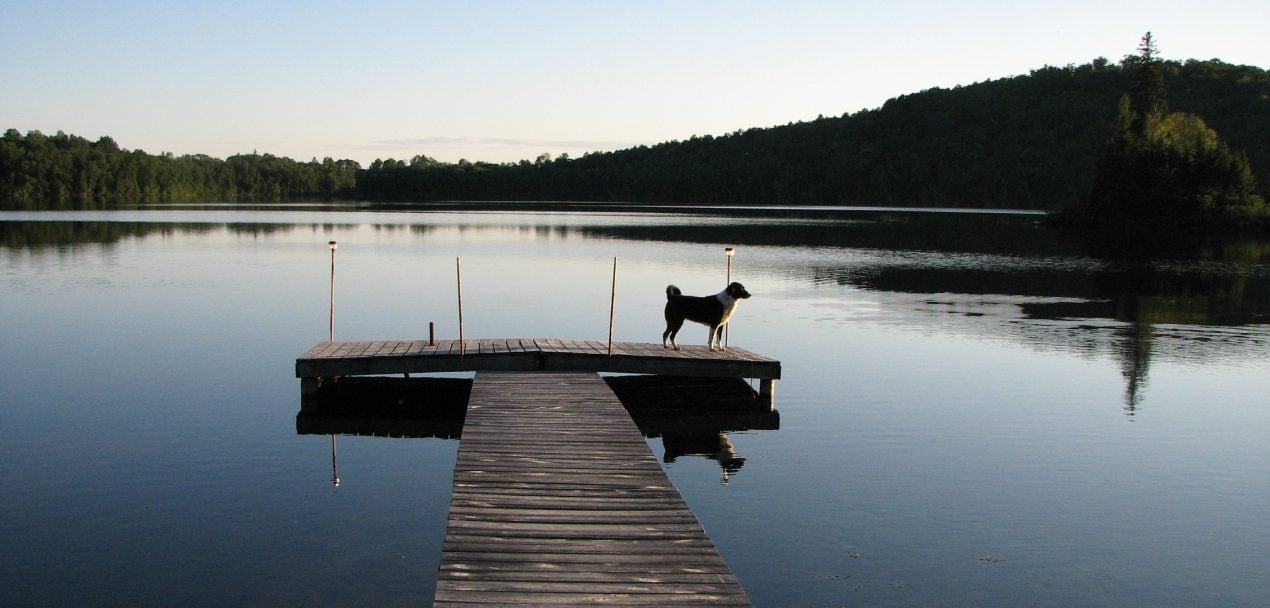 Tierisch gute Angebote | Mein Haustier
