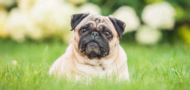 Mops Steckbrief | Charakter, Wesen & Haltung