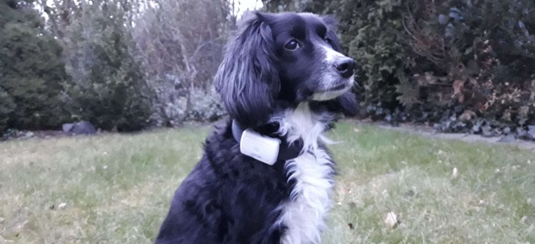 Tierisch gute Angebote | mein-haustier.de