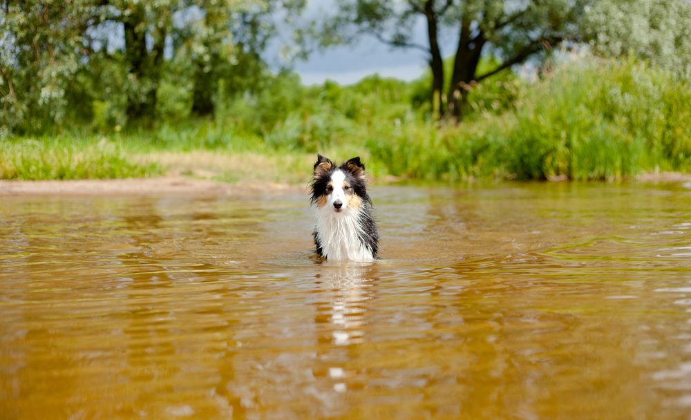 Tierisch gute Angebote | Mein Haustier