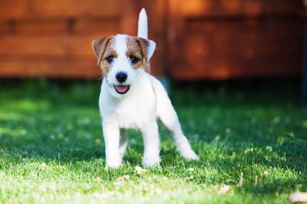 Parson Russell Terrier Steckbrief | Charakter, Wesen & Haltung