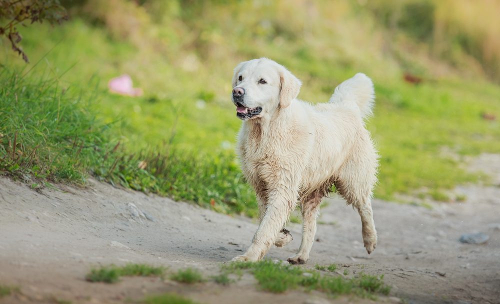 Tierisch gute Angebote | Mein Haustier
