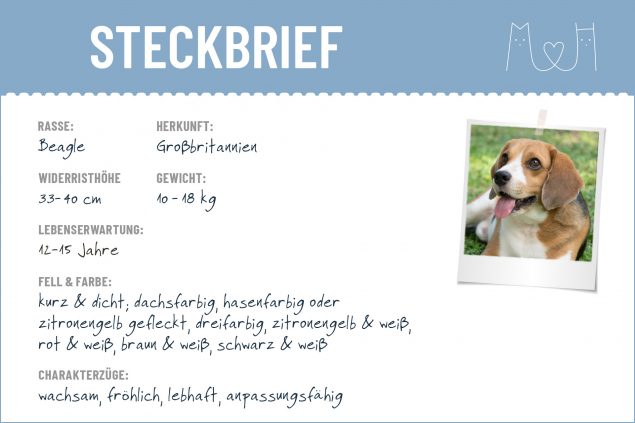 Beagle - Ein gefleckte Jagdhund im Portrait | Mein-Haustier.de