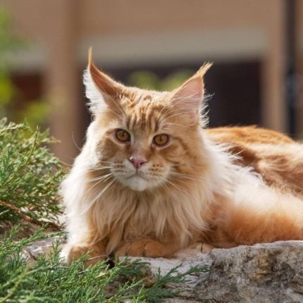 Tierisch gute Angebote | Mein Haustier