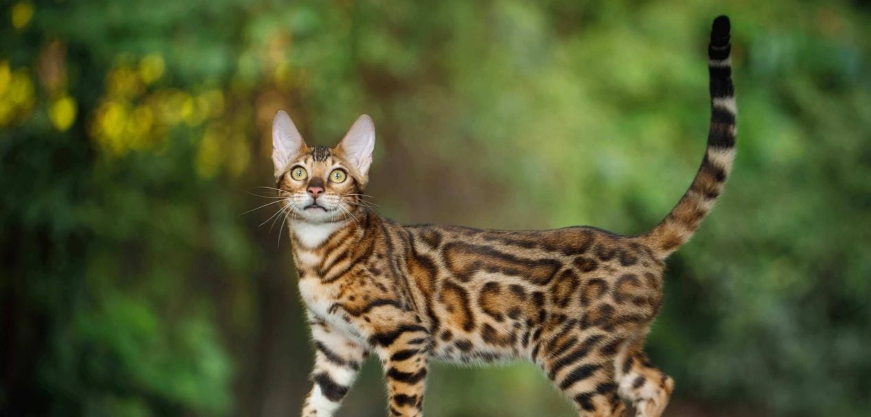 Bengal Katt