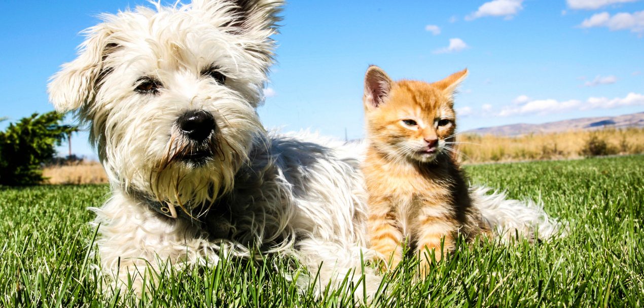 Günstiges Zubehör für Hunde | Mein Haustier