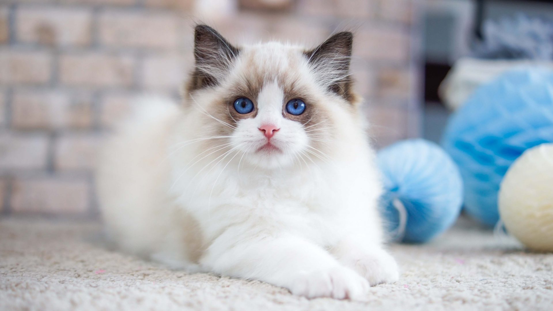 Ragdoll Eine Verschmuste Langhaarkatze Im Portrait Ragdoll Eine Verschmuste Langhaarkatze Im Portrait
