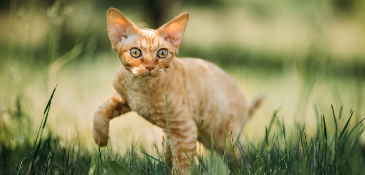 Devon Rex Steckbrief | Mein Haustier