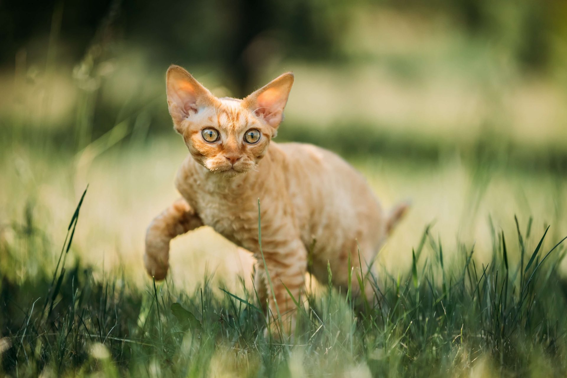 Devon Rex Steckbrief | Mein Haustier