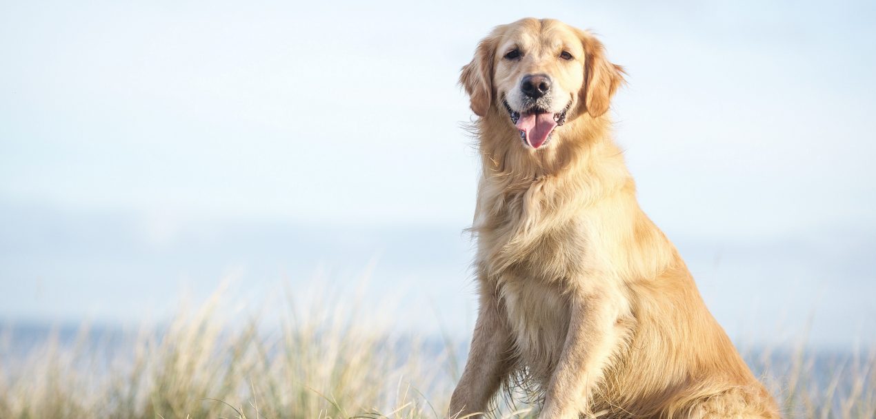 Tierisch gute Angebote | Mein Haustier