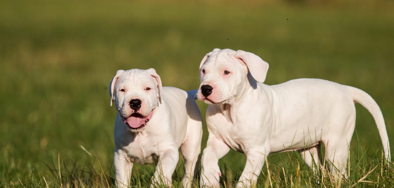 Wo Sind Boxer Listenhunde