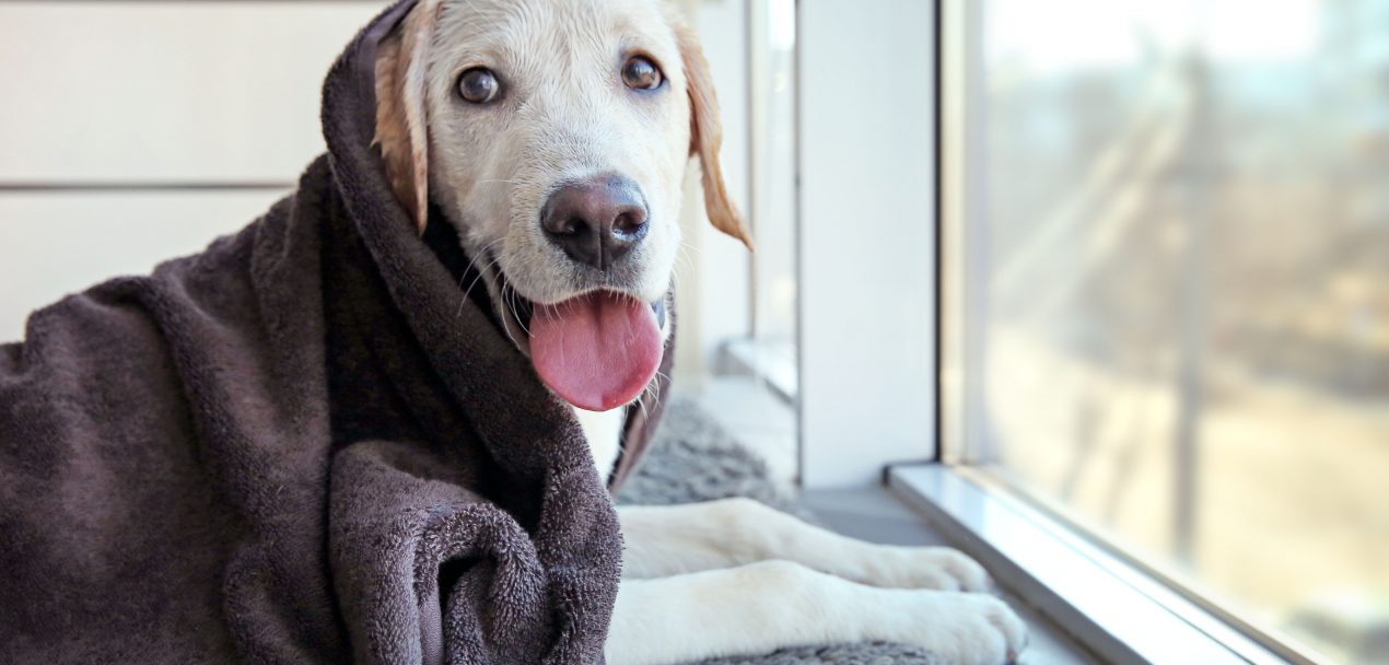 Tierisch gute Angebote | Mein Haustier