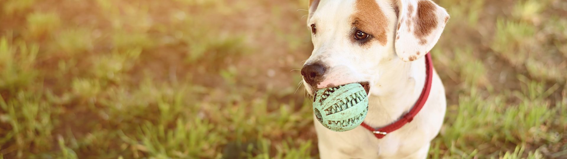 Magazin | Mein Haustier