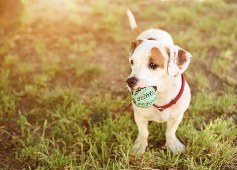 Magazin | Mein Haustier