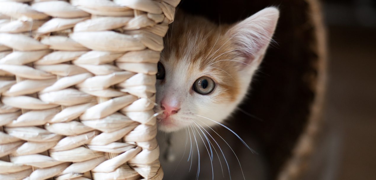 Tierisch gute Angebote | Mein Haustier