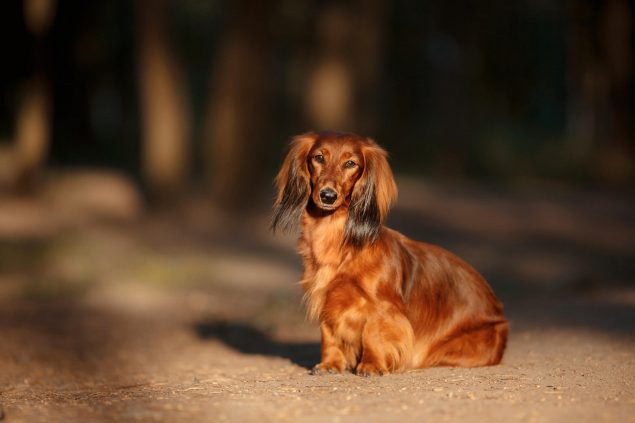 Dackel: Charakter, Erziehung und Krankheiten