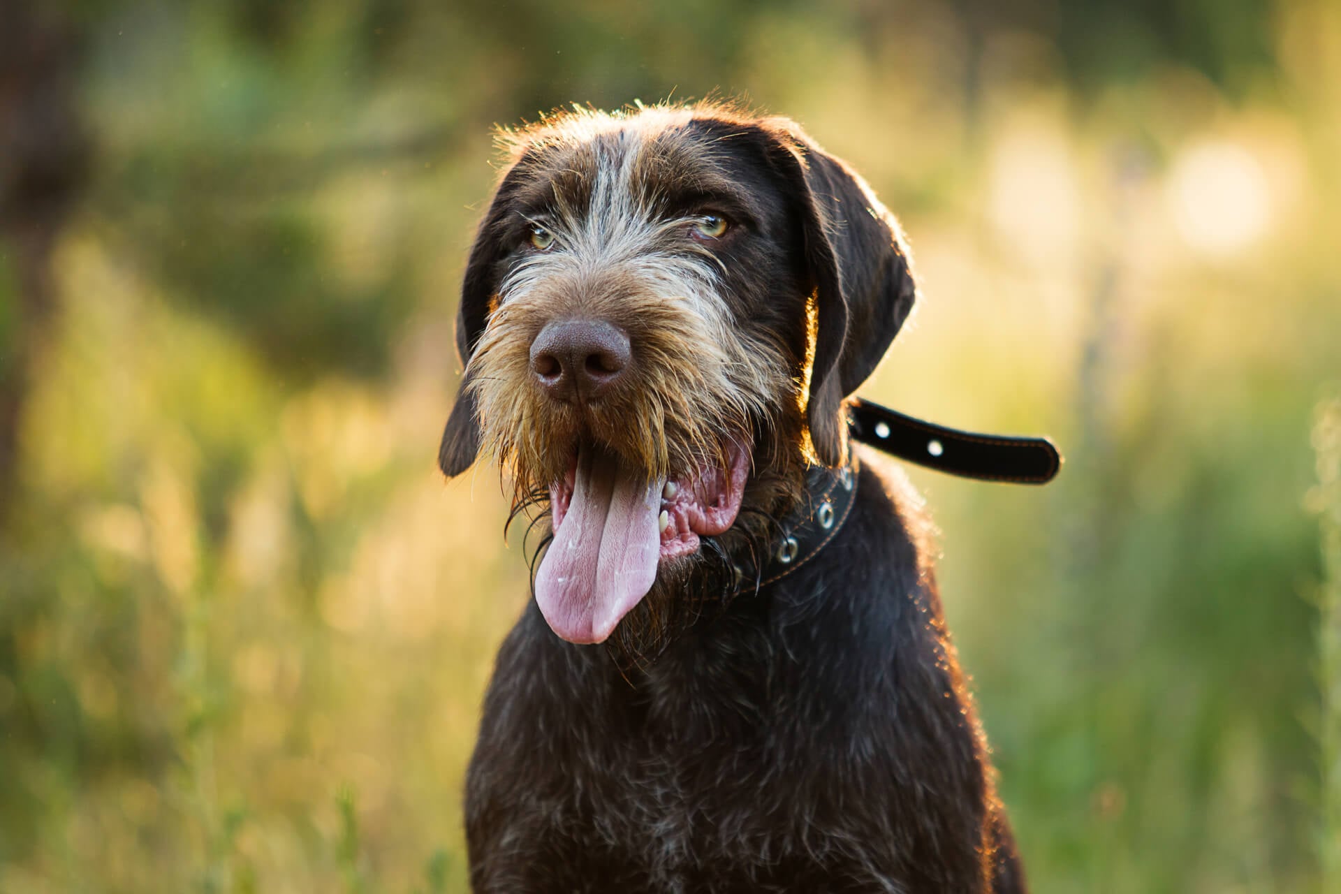 Deutsch Drahthaar | Herkunft, Charakter & Haltung