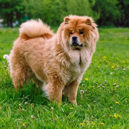 Beagle - Ein gefleckte Jagdhund im Portrait | Mein-Haustier.de