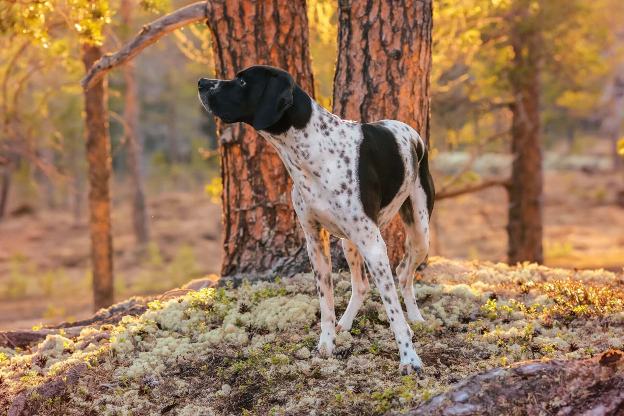 English Pointer Steckbrief | Charakter, Pflege & Haltung