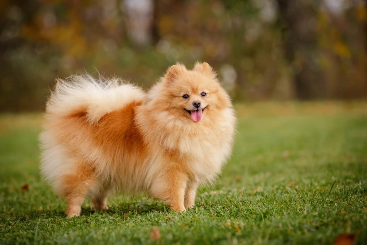 Zwergspitz - Charakter, Haltung & Pflege des Pomeranian